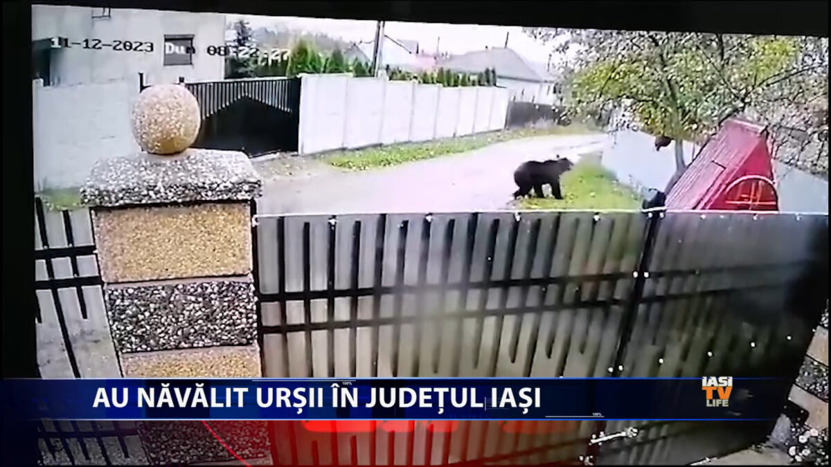 Au năvălit urșii în județul Iași - IasiTV Life